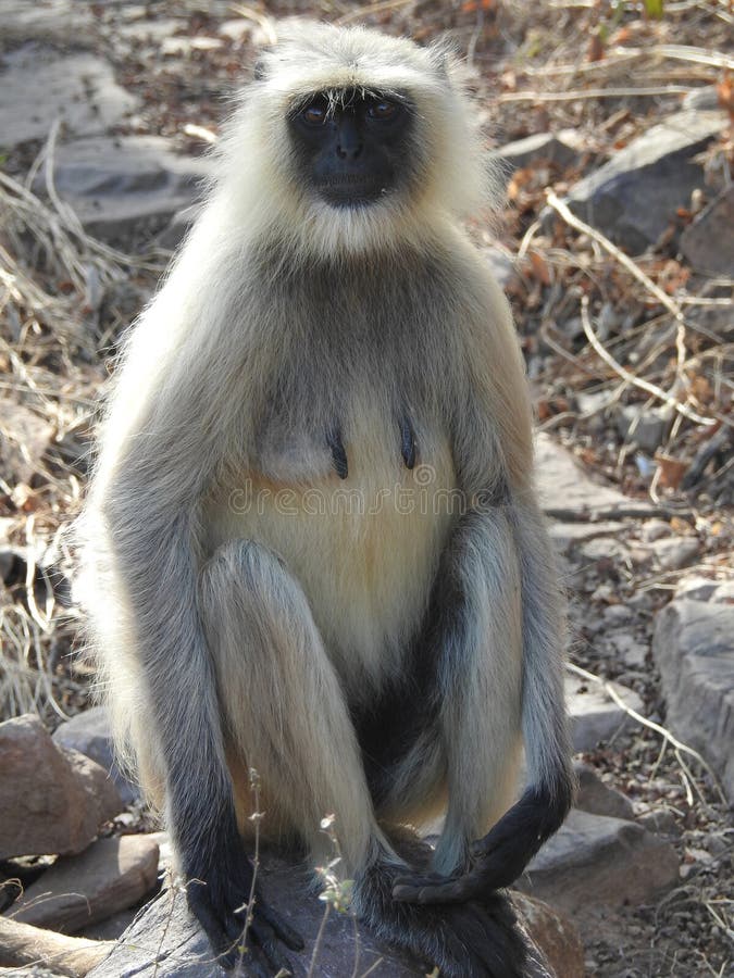 Langur Monkey - Full Body - Sitting Stock Photo - Image of animal ...