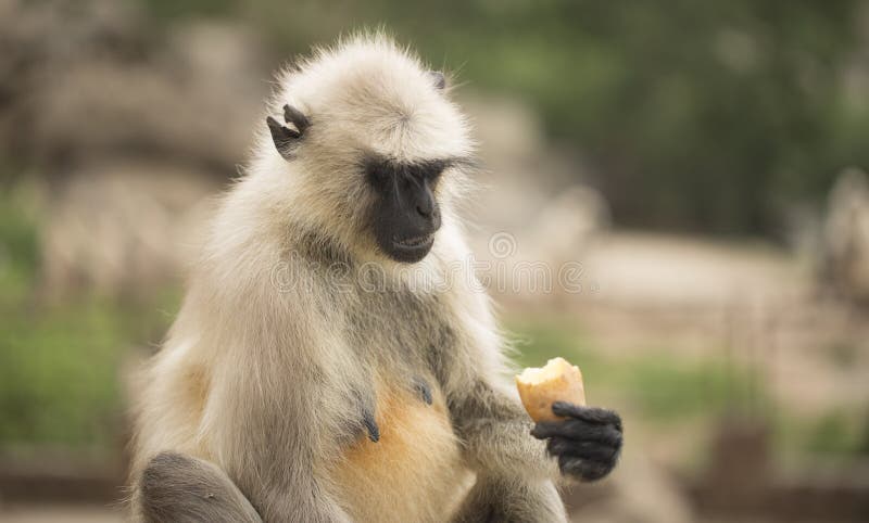 Langur Monkey stock image. Image of hairy, family, monkey - 104776823