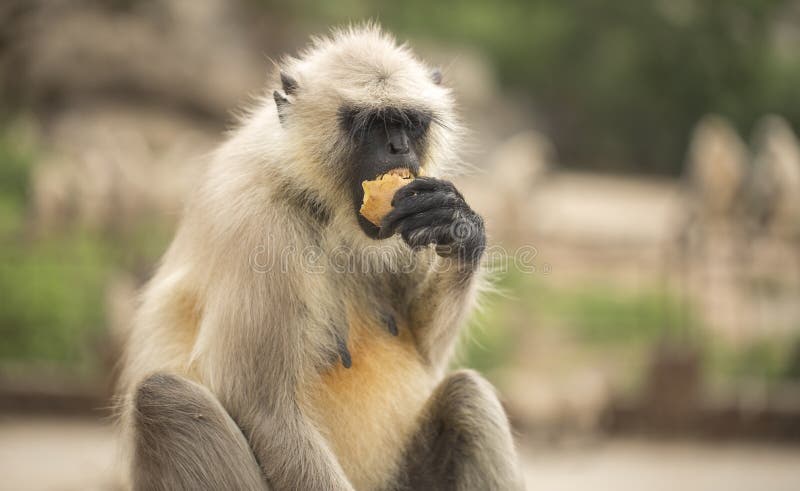 Langur Monkey stock image. Image of face, carer, curious - 104777727