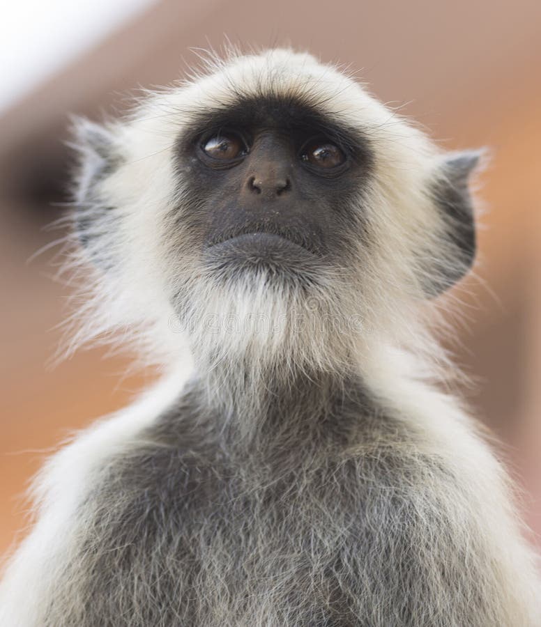 Langur Monkey stock image. Image of feed, macaque, animal - 104780537