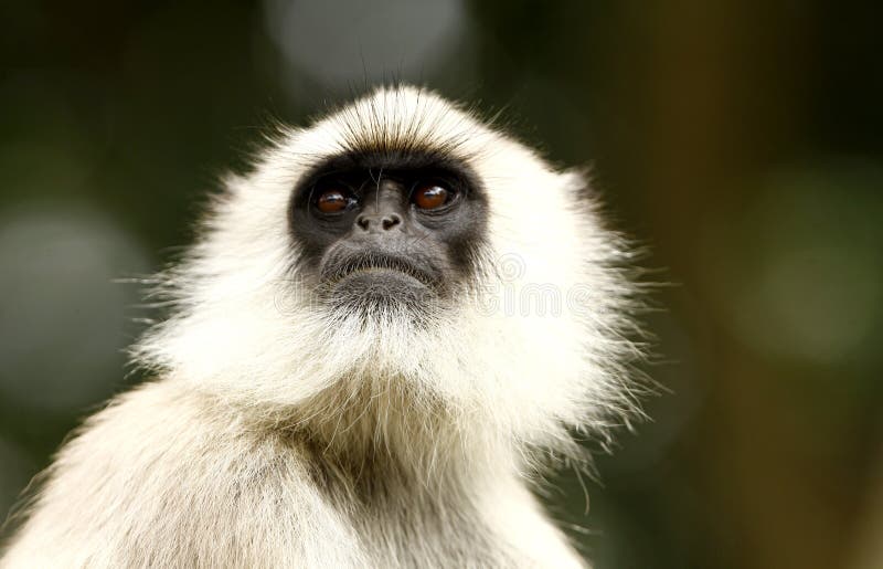 Langur monkey stock image. Image of animal, asia, hairy - 32456737