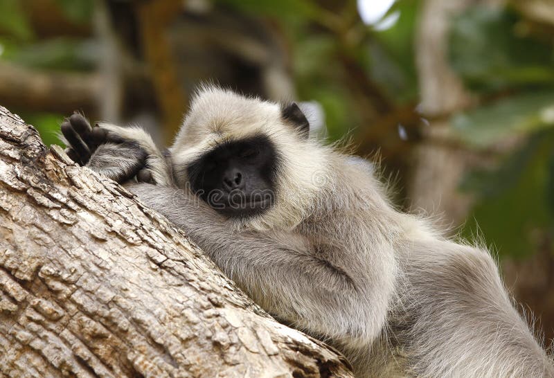 Langur Monkey Sniffing at Motor Exhaust Pipe Stock Photo - Image of ...