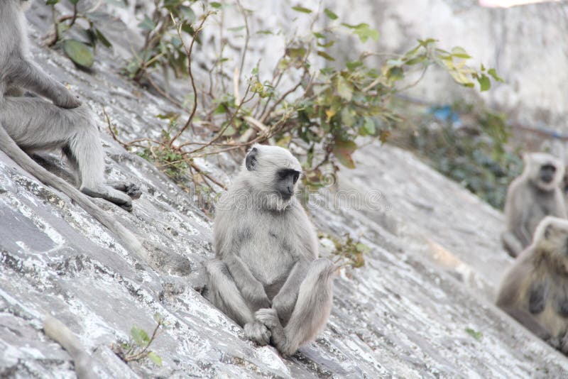 Langur monkey sitting idle stock image. Image of gorilla - 178589237