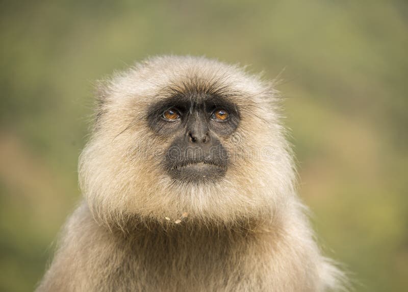 Langur Monkeys Kerala India Stock Photo - Image of baby, macaque: 176544004
