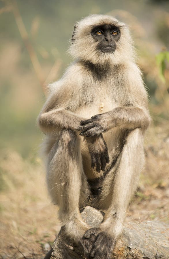 Langur Monkeys Kerala India Stock Image - Image of asian, branch: 176544113