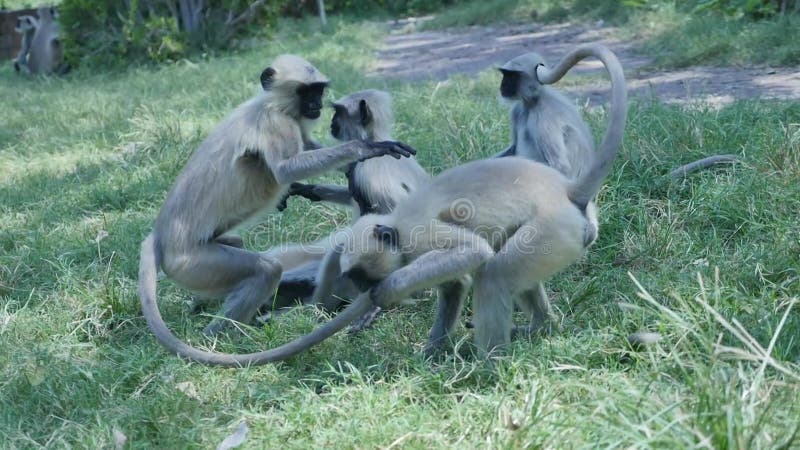Langur Monkeys Playing, Fighting with Each Other in Park Stock Footage ...