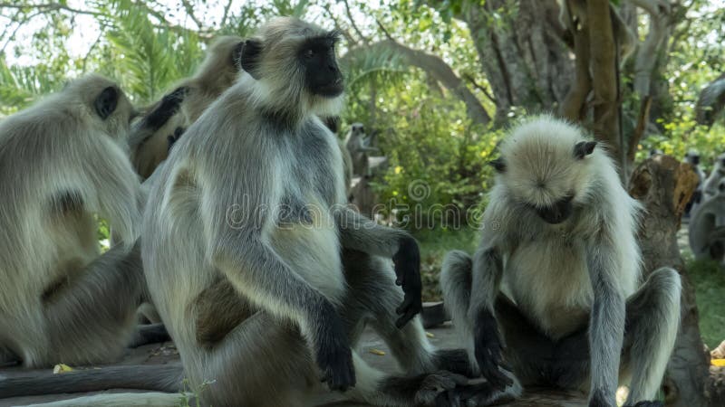 Langur Monkeys Seated in a Park in India. Stock Image - Image of monkey ...