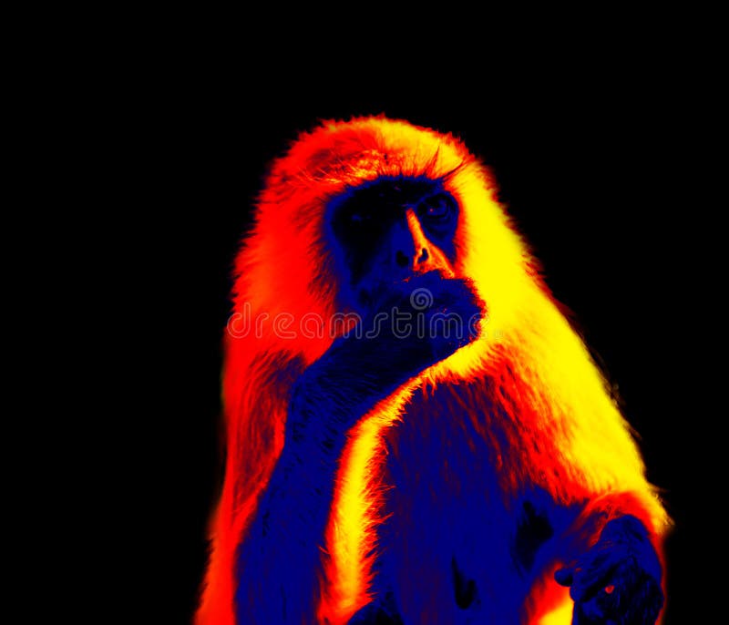 Monkey in Scientific High-tech Thermal Imager Isolated Stock Image ...