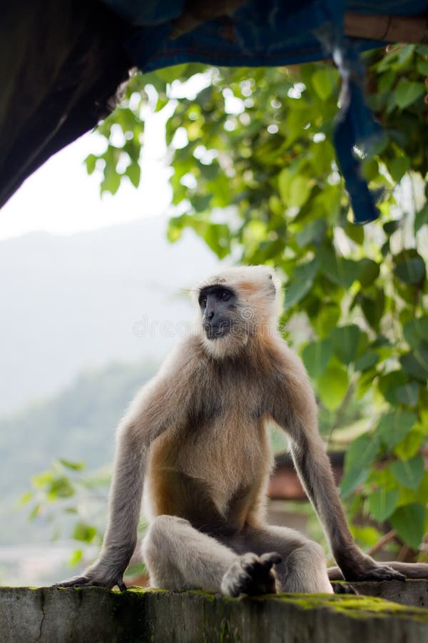 Langoor/Langur Family stock image. Image of tail, nature - 89260819