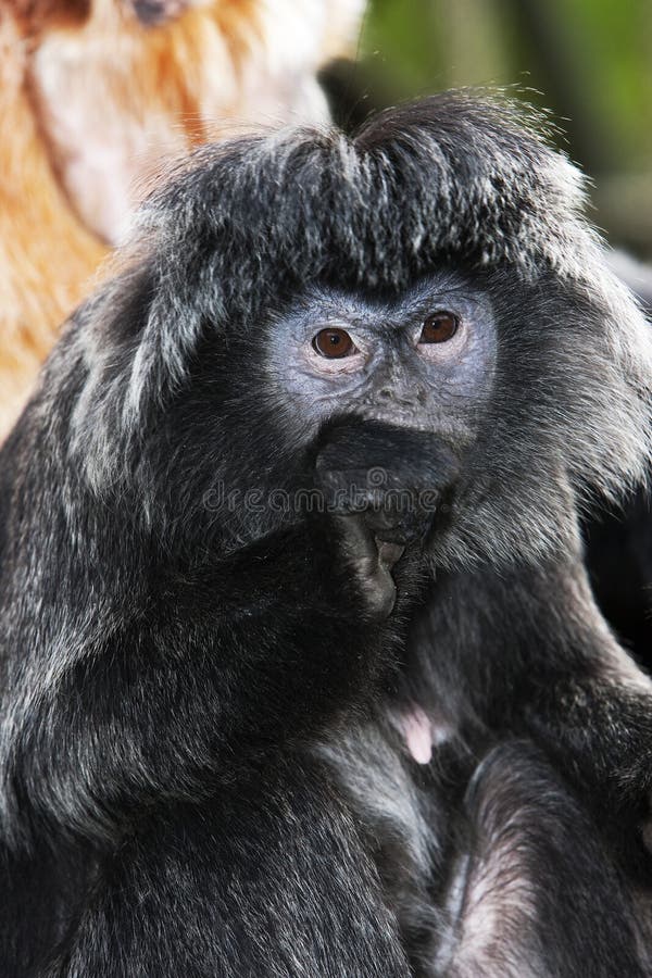 LANGUR Trachypithecus Auratus Stock Photo - Image of indonesia, asia ...