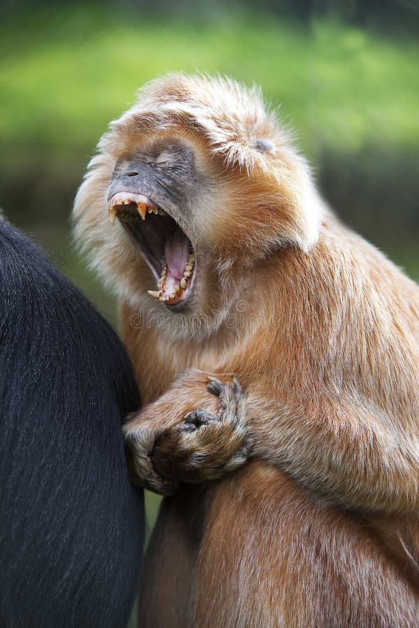 LANGUR Trachypithecus Auratus Stock Photo - Image of adult, primate ...