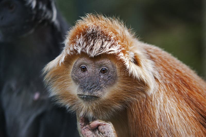 LANGUR Trachypithecus Auratus Stock Photo - Image of wildlife, outdoors ...