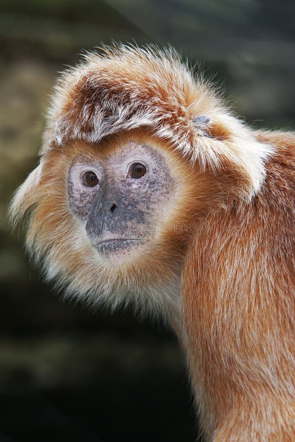 LANGUR Trachypithecus Auratus Stock Image - Image of redhaired, javan ...