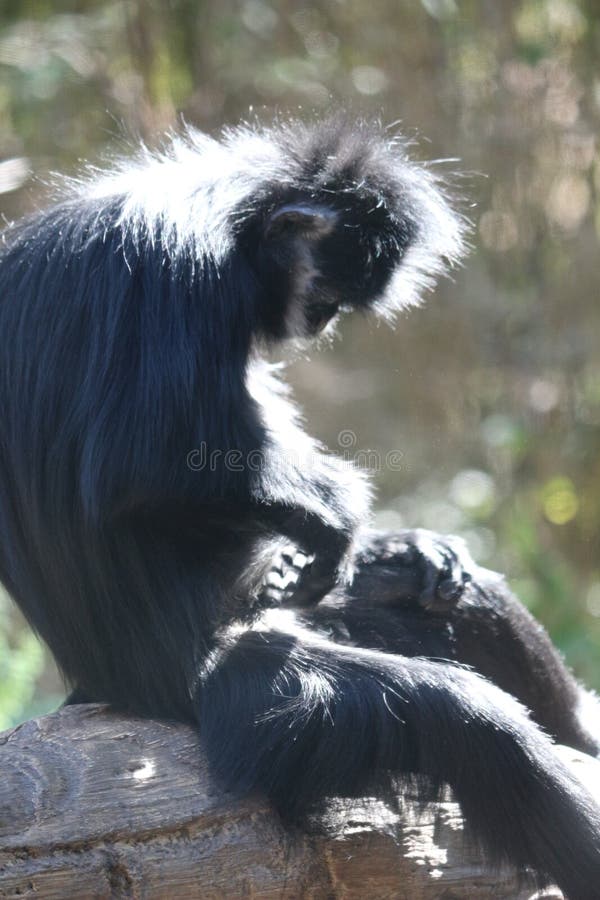 A Langur on a tree stock image. Image of tree, langur - 152780905