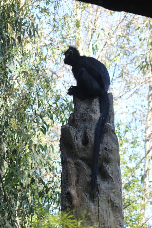 A Langur on a tree stock photo. Image of langur, monkey - 152780920