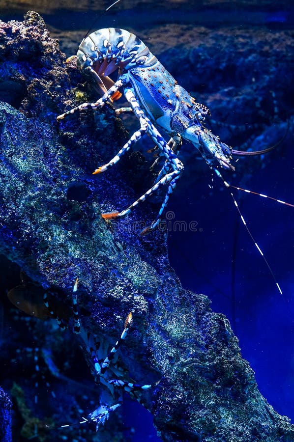 Languste stockfoto. Bild von tropisch, nacht, meer, nahaufnahme - 34714428