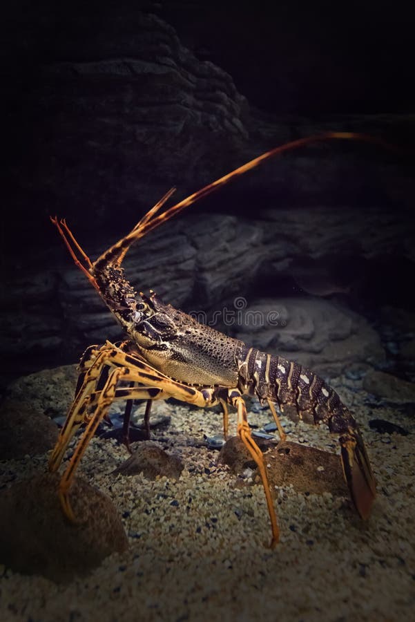 Bunte Tropische Languste Unter Wasser Stockfoto - Bild von fische ...