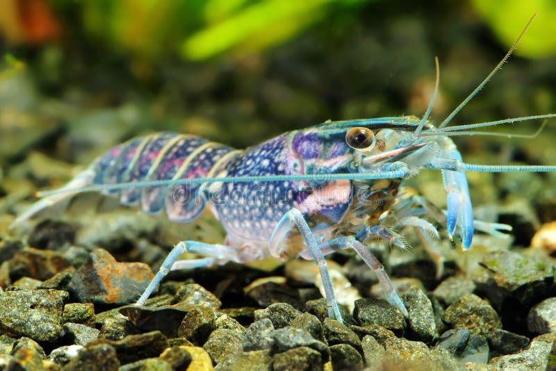 Languster fotografering för bildbyråer. Bild av leva - 50149617