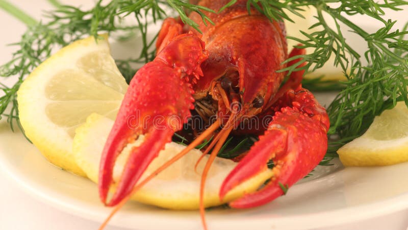 Languster arkivfoto. Bild av lunch, hummer, räka, kokt - 57014072