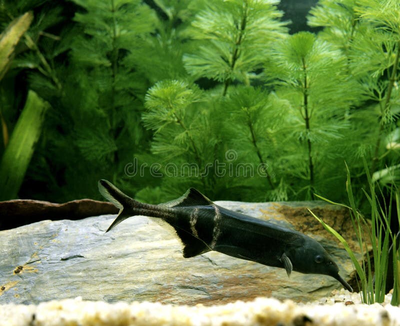Langwerpige Neusvis Gnathonemus Petersii Aquarium Vis Stock Afbeelding ...