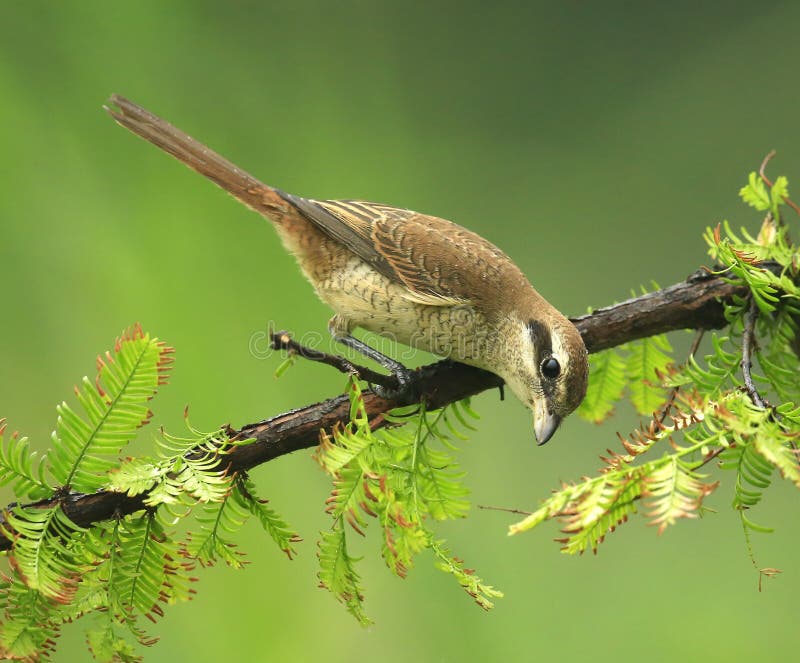 Lanius stock image. Image of birds, environment, wild - 54385845