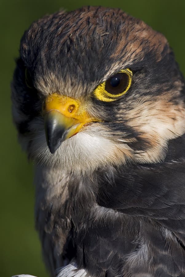 Lanner Falcon stock photo. Image of falcon, feather, outdoor - 16977664