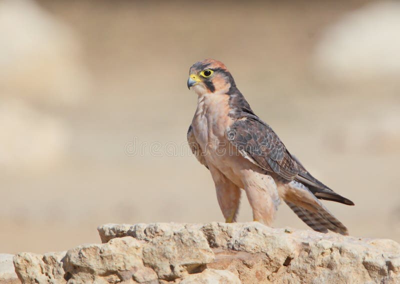 Lanner Falcon stock photo. Image of biarmicus, feldegg - 17640506