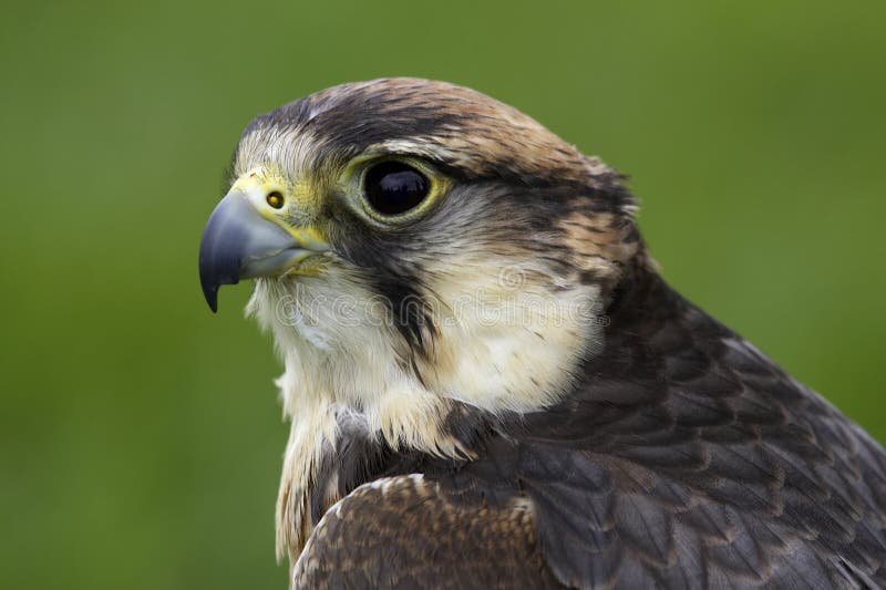 Peregrine Falcon stock photo. Image of bill, beak, portrait - 15258372