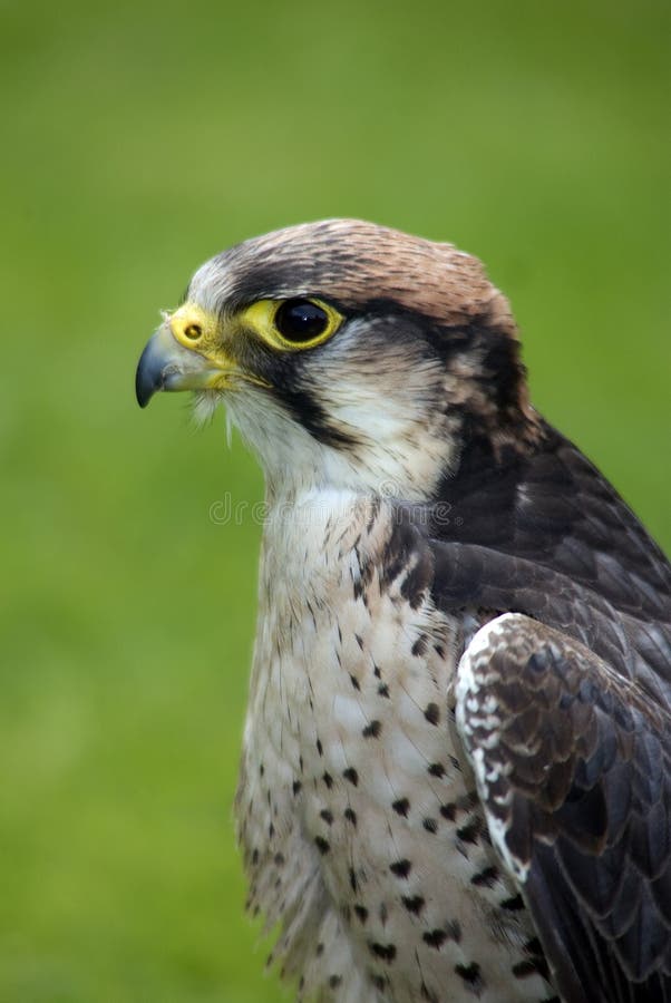 Lanner Falcon stock image. Image of falconery, animal - 20596227