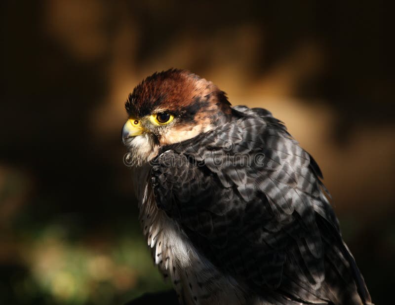 Lanner Falcon stock photo. Image of wing, animal, detail - 26841072