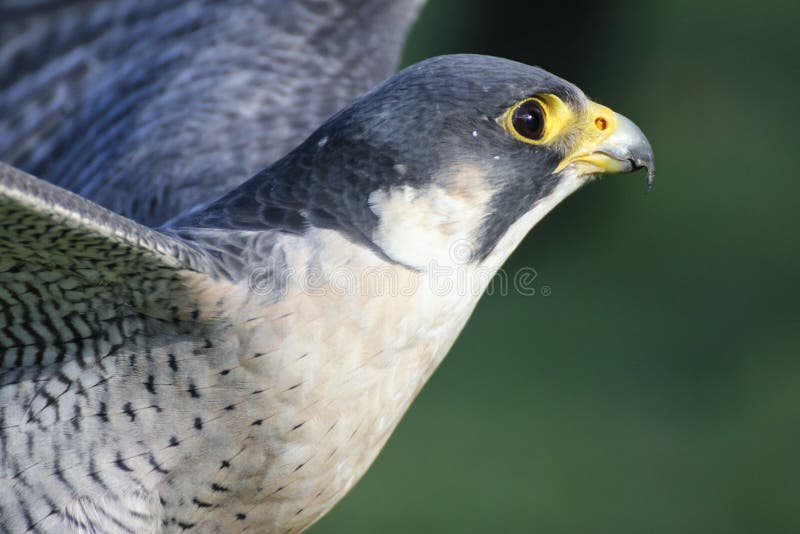 Lanner falcon in flight stock image. Image of africa - 29125131