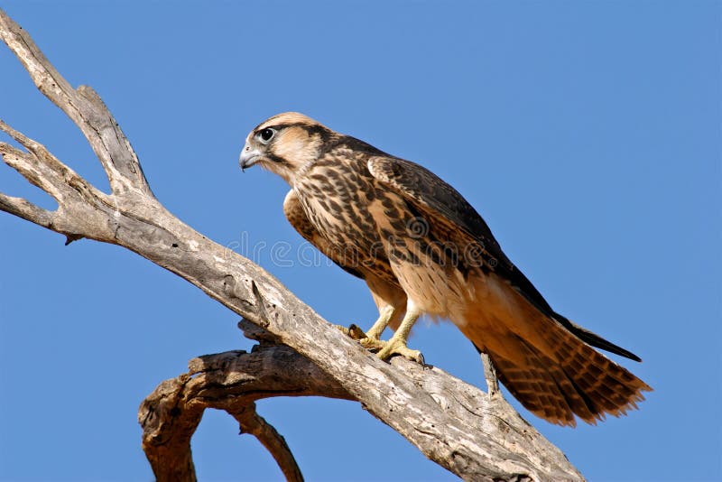 Lanner falcon landing stock photo. Image of wings, nature - 24438870
