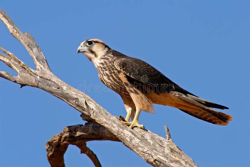 Lanner falcon in flight stock image. Image of africa - 29125131