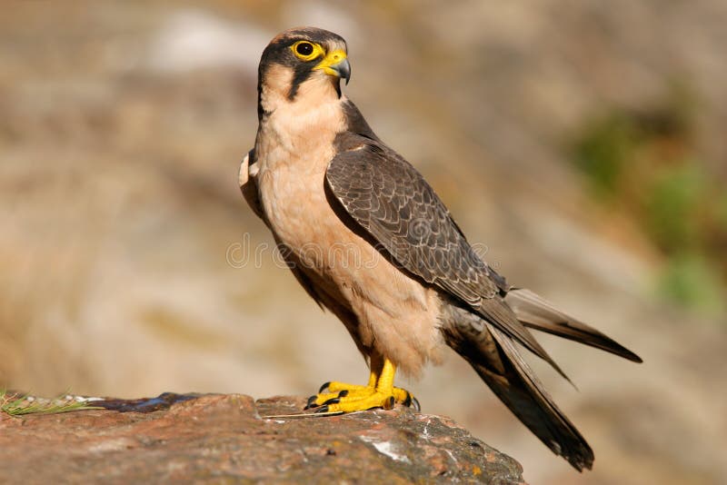Lanner falcon stock photo. Image of soar, outdoor, agile - 875164