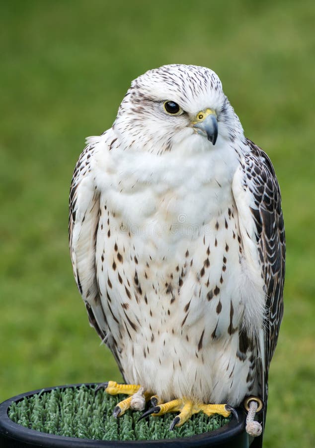 Lanner Falcon stock image. Image of raptor, predator - 44593445