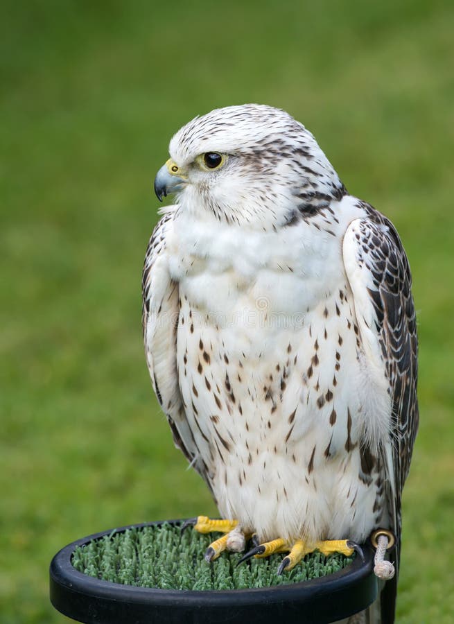 Lanner Falcon stock photo. Image of prey, falcon, raptor - 44593496