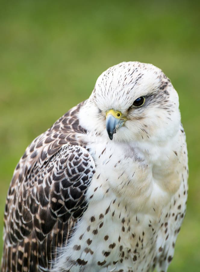 Lanner Falcon stock photo. Image of bird, predator, perch - 44593538