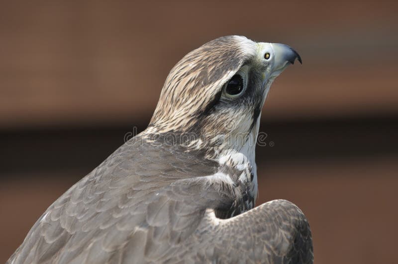 Lanner Falcon stock image. Image of lanner, falcon, brown - 47194535