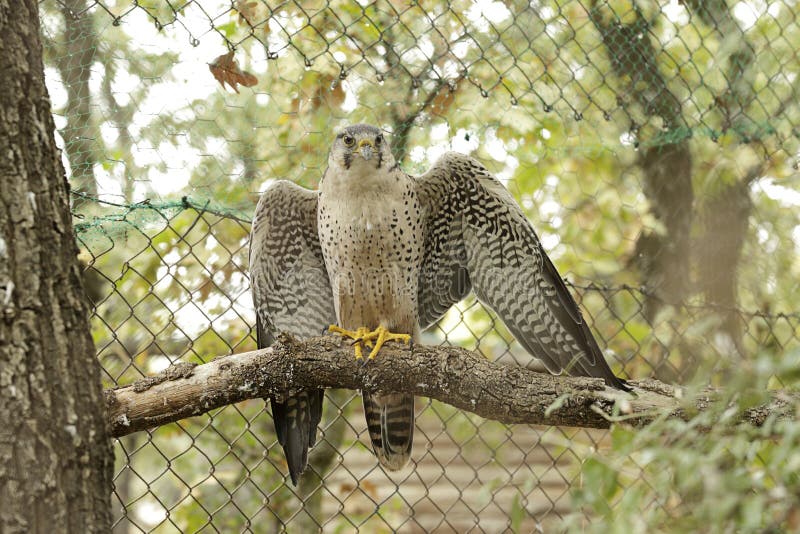 Lanner Falcon (Falco Biarmicus) Stock Photo - Image of wildlife ...