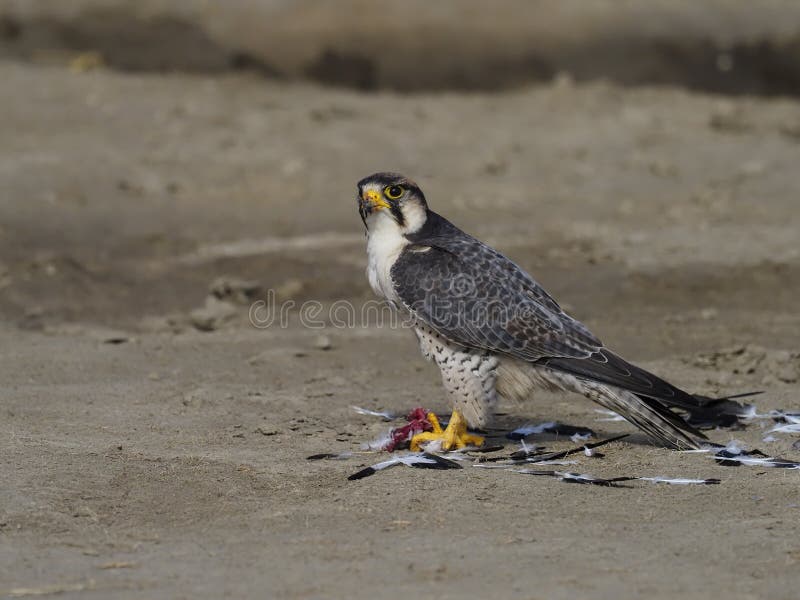 Lanner Falcon, Falco Biarmicus Stock Image - Image of biarmicus, laner ...