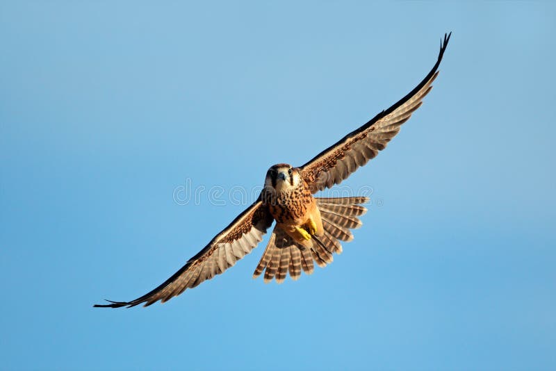 Lanner falcon in flight stock photo. Image of falco, flight - 29547856