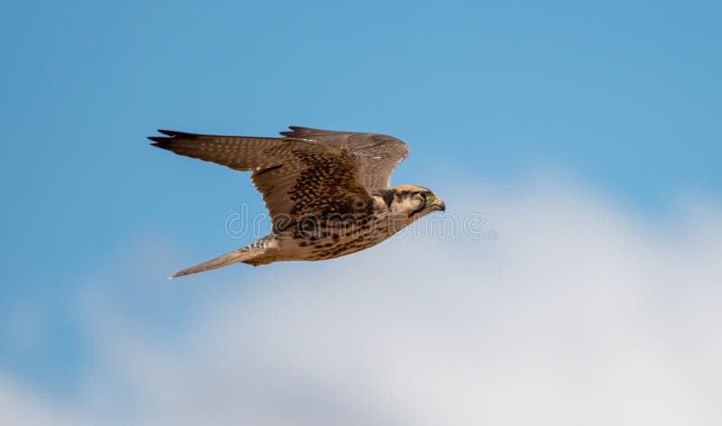 Lanner Falcon stock photo. Image of falcon, bill, plumage - 255408726