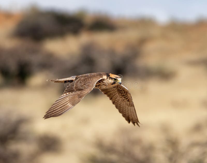 Lanner Falcon stock photo. Image of falcon, bill, plumage - 255408726