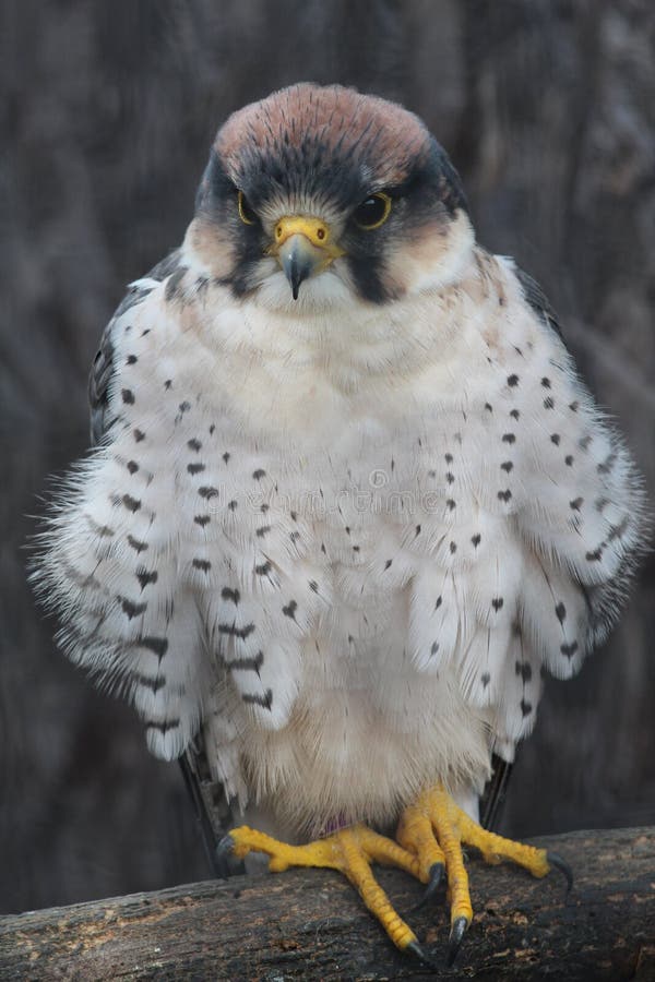 Small falcon stock photo. Image of hunter, pretty, eyes - 2658436