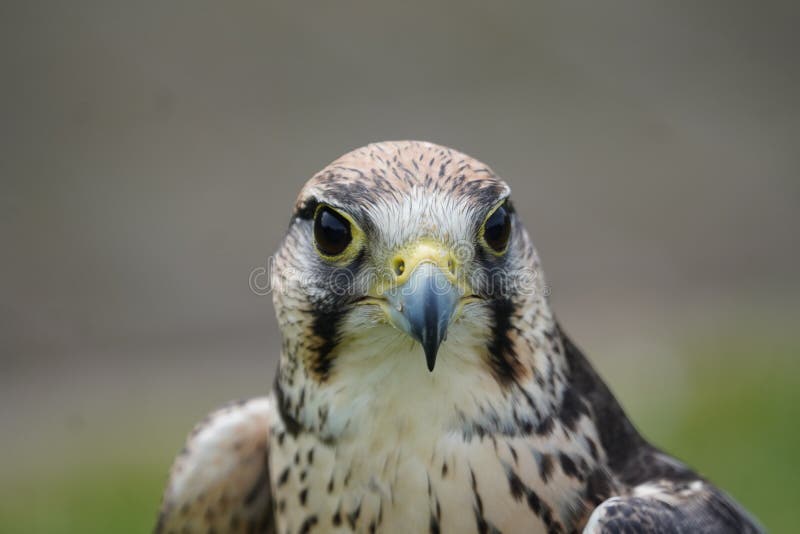 Lanner falcon in the sun stock photo. Image of lanner - 247974344