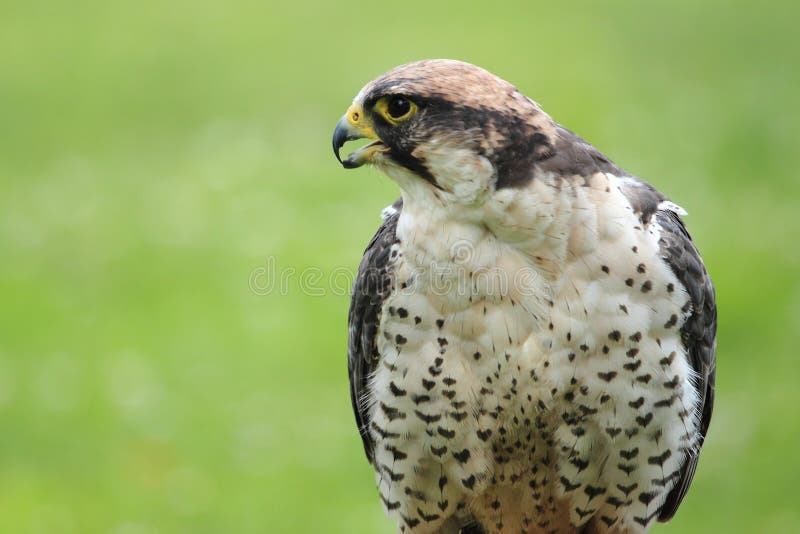 Lanner falcon stock image. Image of biarmicus, nature - 48269387