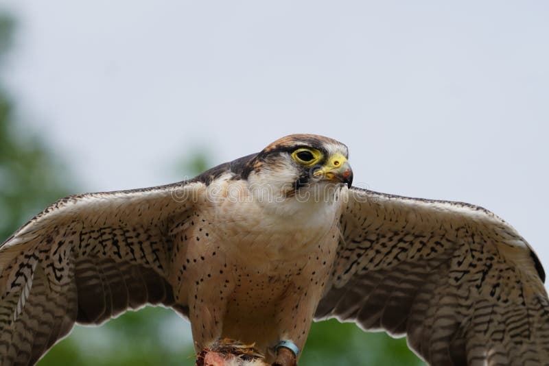 Lanner falcon in the sun stock photo. Image of hierofalco - 247977072