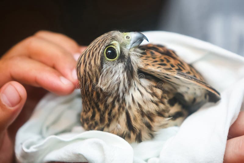 Lanner Falcon Wrapped in Towel Stock Photo - Image of indoors ...