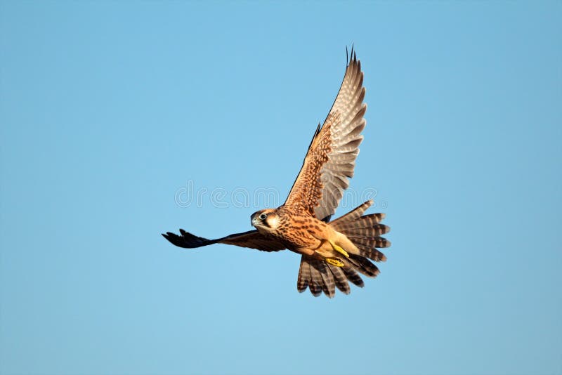 Lanner Falke im Flug stockbild. Bild von wildnis, falke - 29125131