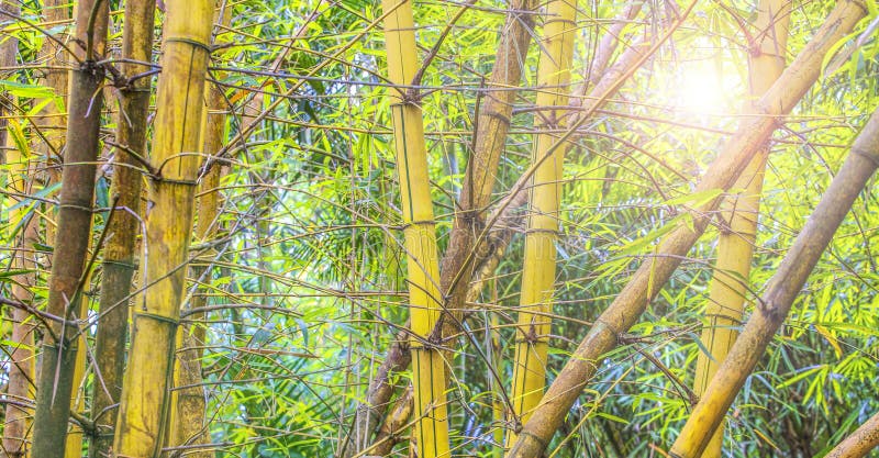 Lanscape of Bamboo Tree in Tropical Rainforest on Sunlight Stock Photo ...